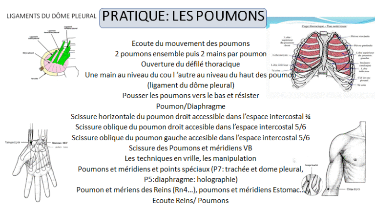 Forme 2: les organes et les viscères: TING ZANG FU - Les Ventres Libres